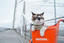 How Do Cats Find Their Way Home Over a Long Distance? - Upgrade Your Cat