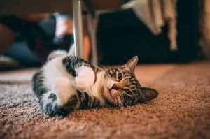 Why Does My Cat Grab My Leg When I Walk Past?