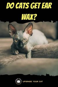 Do Cats Have Ear Wax? (Cleaning Tips & Spotting Ear Mites)