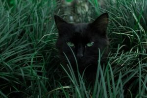 100+ Celtic Cat Goddess & Gaelic Names for Cats