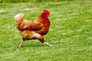 Do Cats Attack Chickens? (Risks & Safety Advice!)