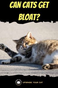 Can Cats Get Bloat? (Causes, Symptoms, GDV, Explained)