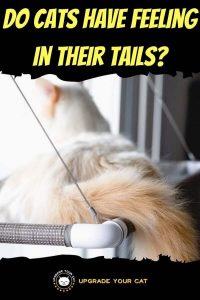Do Cats Have Feeling in Their Tails? (Yes, Here's Why)