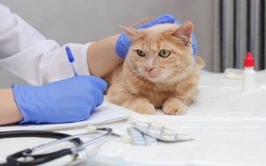 Panacur For Cats Dosage Chart | Liquid & Paste Explained