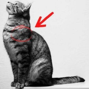 Do Cats Have Shoulders? (Kitty Anatomy Explained)