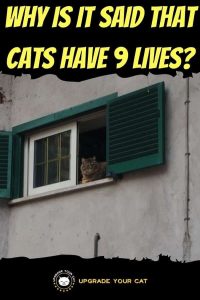 Why Do Cats Have 9 Lives? (History and Folklore Explained)