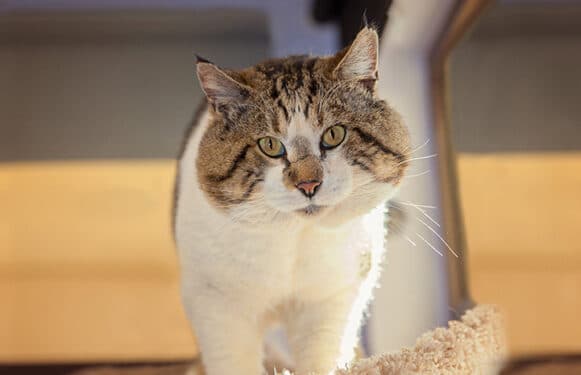 Cats With Fat Cheeks: Examples and Reasons Why