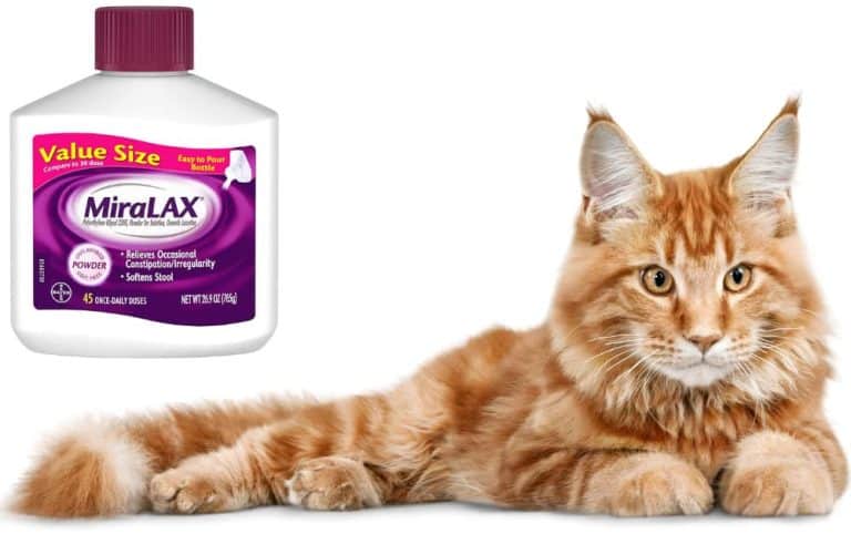 Miralax For Cats | Dosage Chart - Benefits & Side Effects