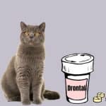 Drontal For Cats Dosage Chart - 8 Safe Serving Tips