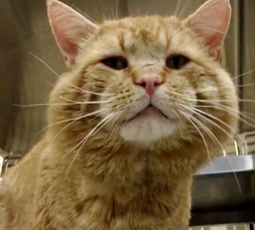 Cats With Fat Cheeks: Examples and Reasons Why