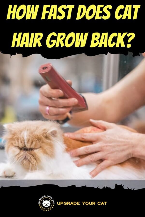 What Does Cat Hair Look Like Under A Microscope Best Hairstyles Ideas