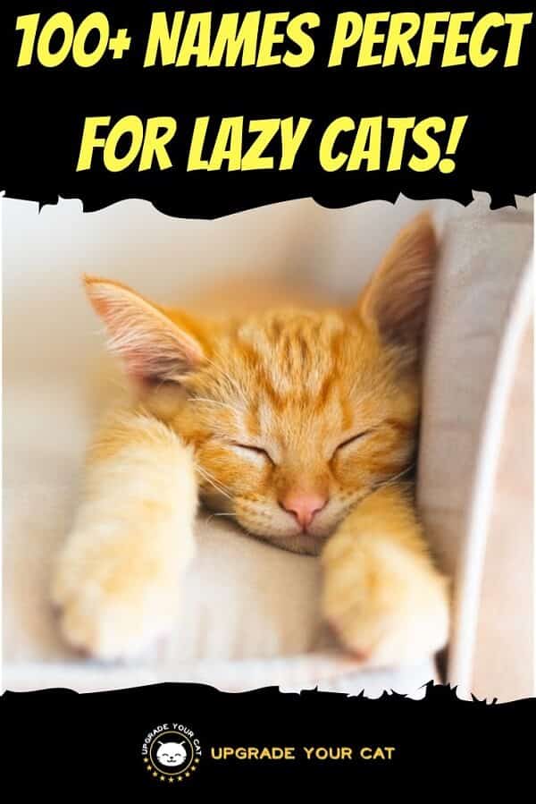 100 Lazy Cat Names Perfect For Laidback Kitties 