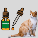 Clindamycin For Cats: Dosage Chart & Calculator