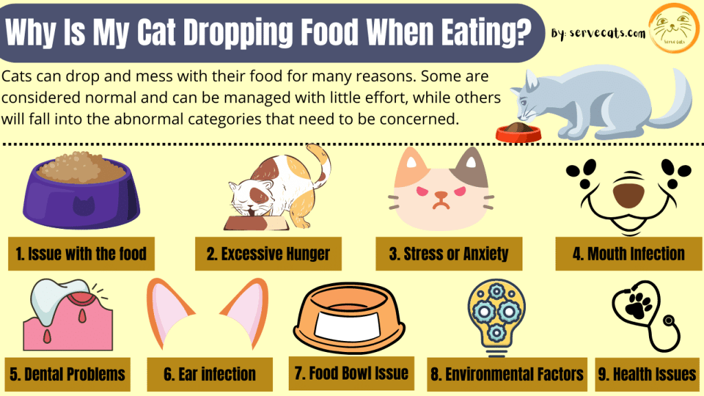 Why Is My Cat Dropping Food When Eating? [9 Reasons]