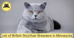 British Shorthair Breeders Minnesota | Kittens & Cats for Sale