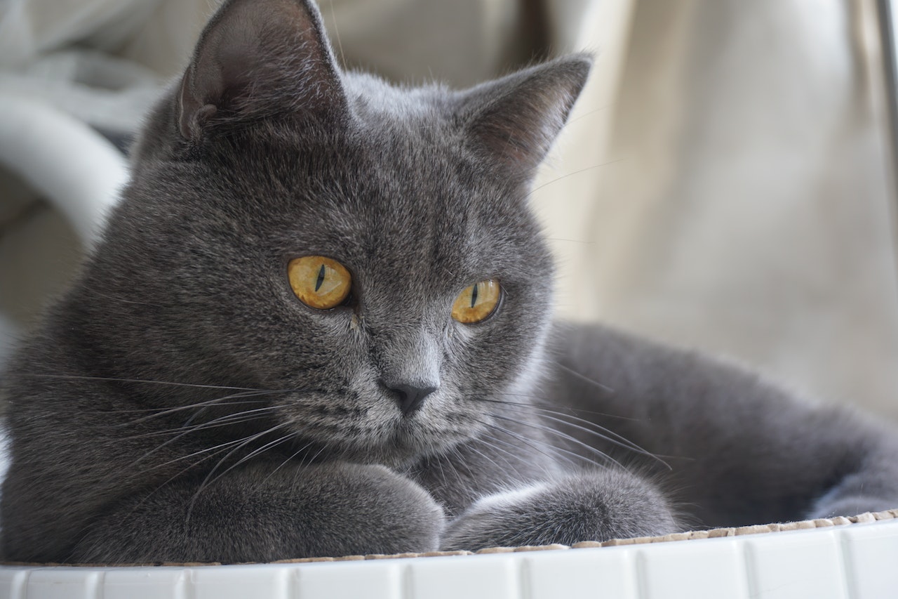 British Shorthair Breeders Minnesota | Kittens & Cats for Sale