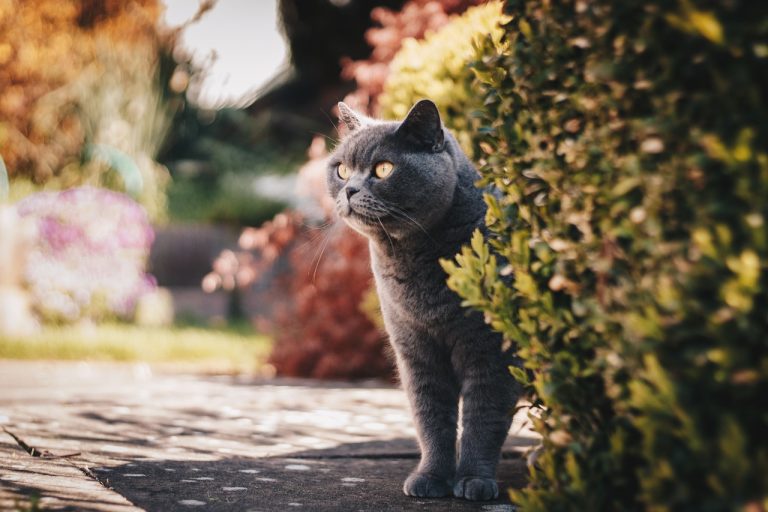 British Shorthair Breeders Missouri | Kittens & Cats for Sale