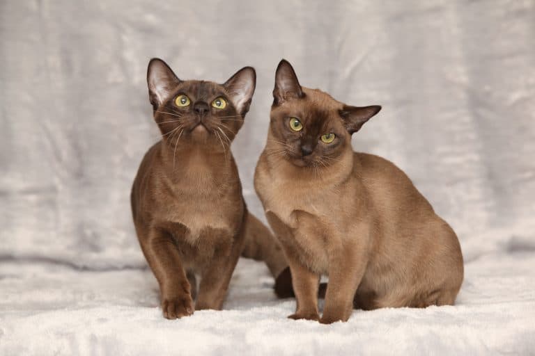 Burmese Cat Breeders Texas | Kittens & Cats for Sale