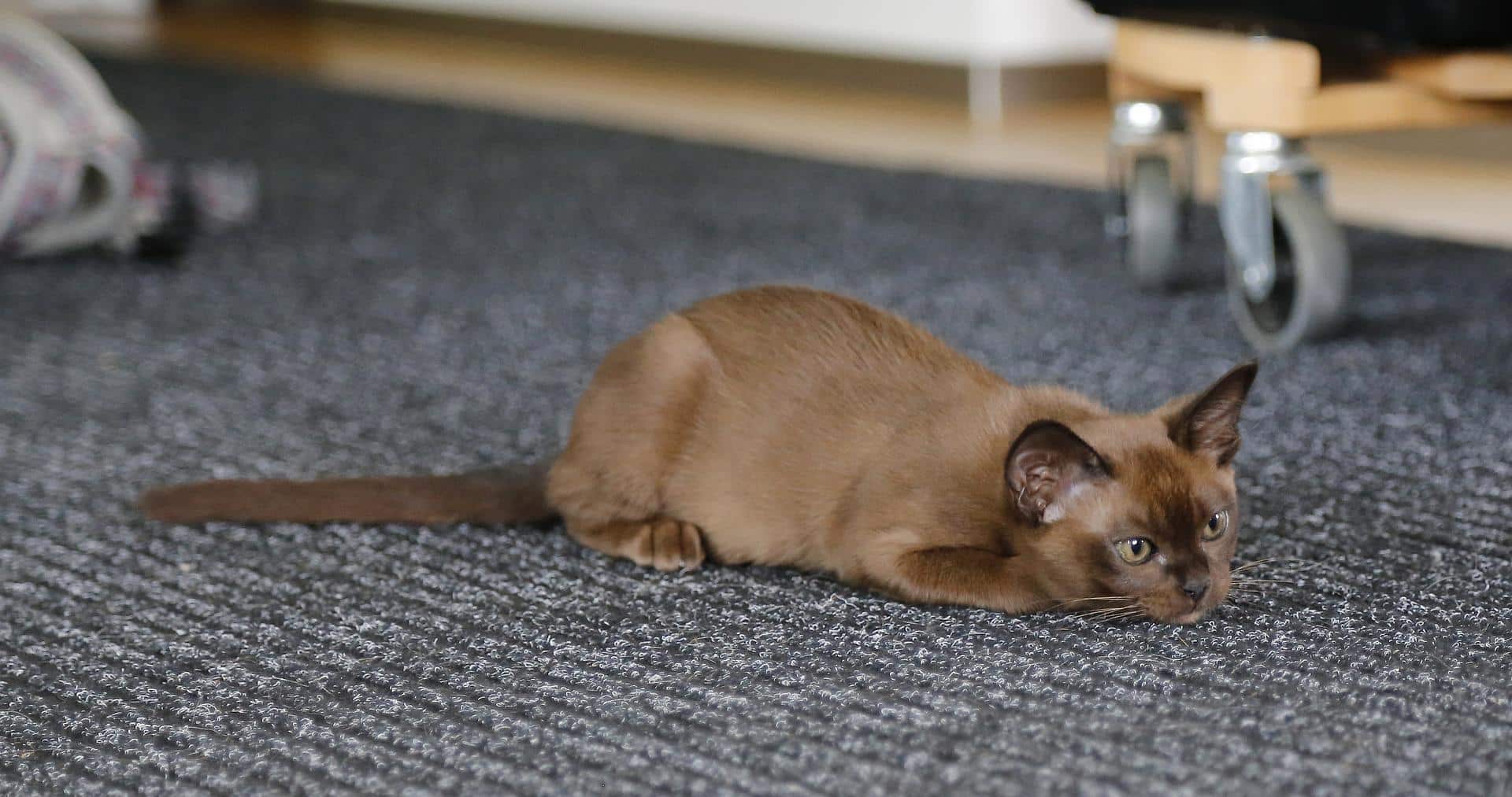 Burmese Cat Breeders In Michigan | Kittens & Cats for Sale