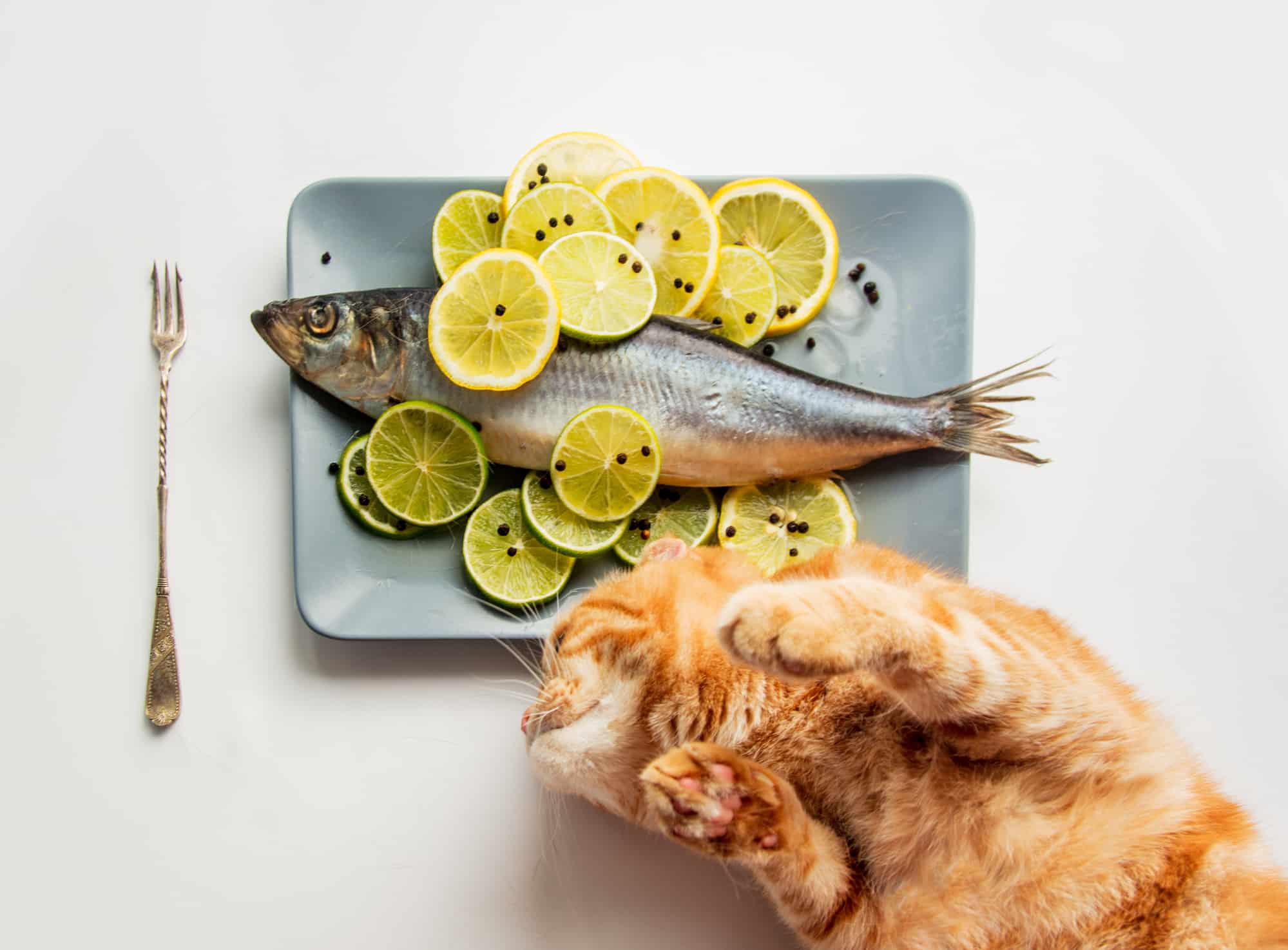 Can Cats Eat Smoked Salmon? (What You Need to Know)