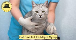 Reasons Why Your Cat Smells Like Maple Syrup (And FAQs)