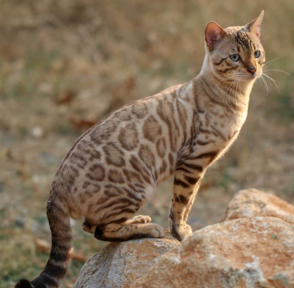 The Silver Bengal Cat - Genetics, Coloring and History