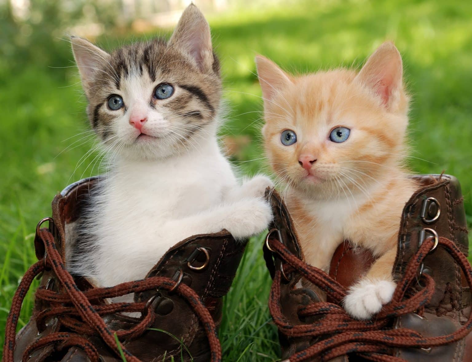 Can Cats Eat Chia Pets (What You Need to Know)