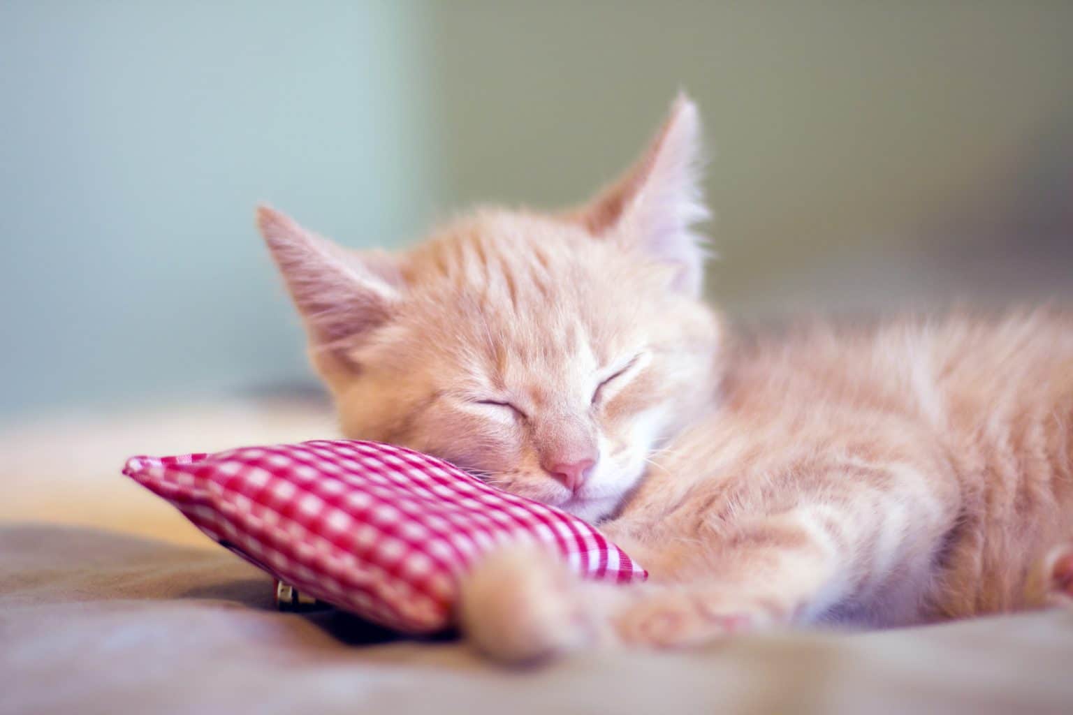 Can Cats Eat Chia Pets What You Need To Know can-cats-eat-chia-pets-what-you-need-to-know