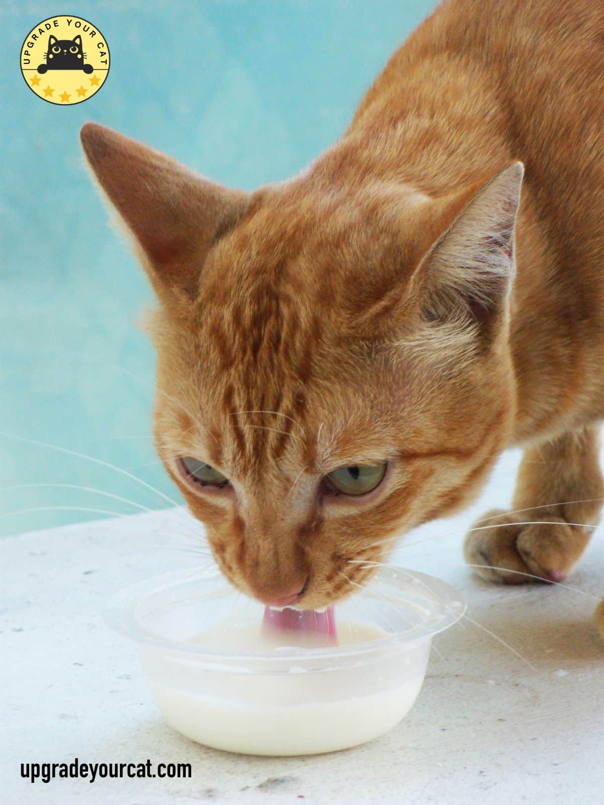 Can Cats Have Whipped Cream from Starbucks? What You Need to Know