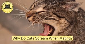 Blog Archives - Upgrade Your Cat