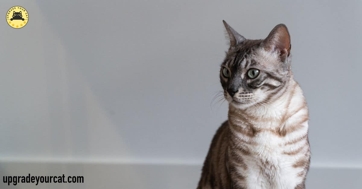 Why Do Cats Look Out the Window? There Are Several Reasons