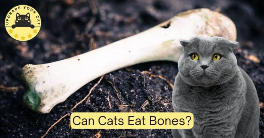 Welcome To Upgrade Your Cat! - Upgrade Your Cat