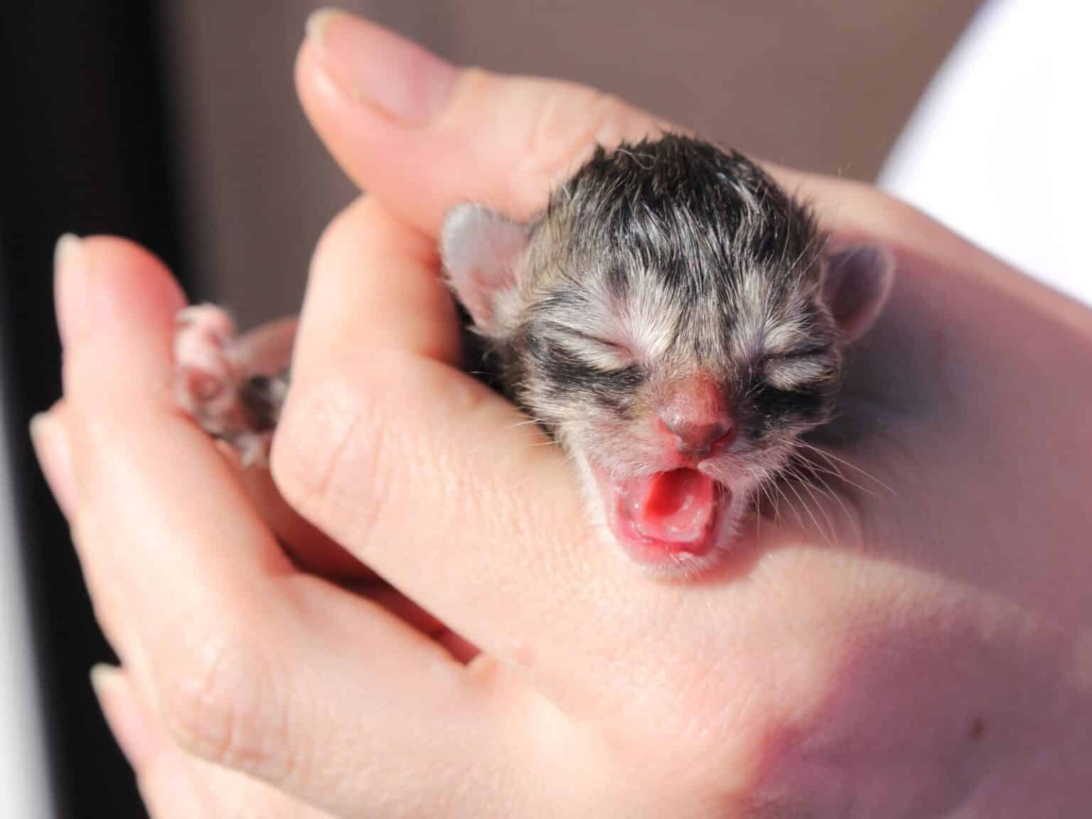 How to Tell When a Cat Is Done Giving Birth? (4 Signs)