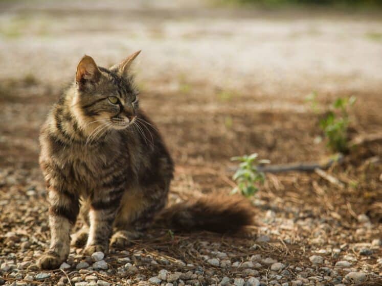 Why Do Cats Move Their Tail? - Cat Expedition