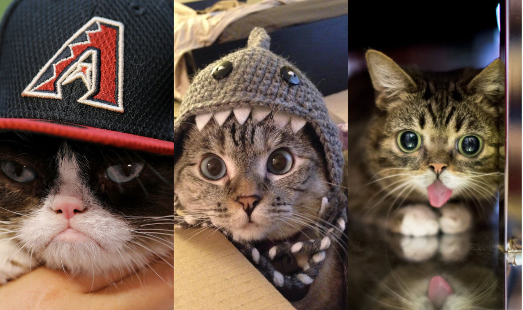 23 Most Instagram Famous Cats That Will Make Your Heart Explode with Joy!