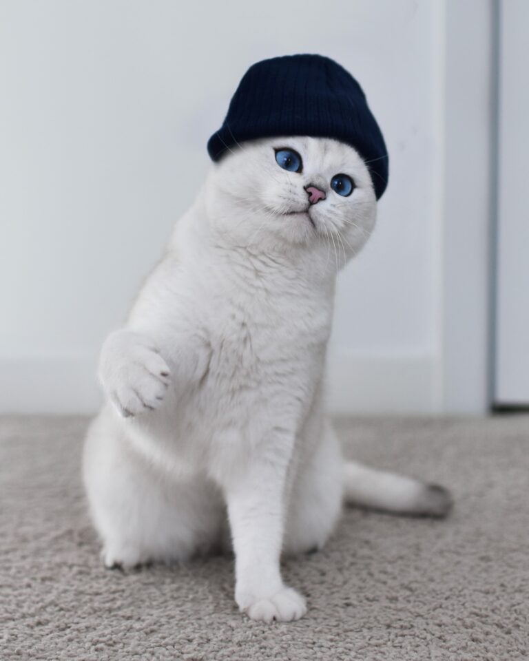 23 Most Instagram Famous Cats That Will Make Your Heart Explode with Joy!