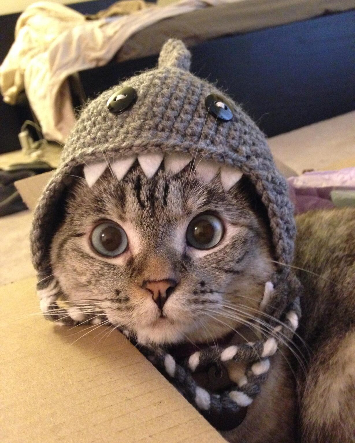 23 Most Instagram Famous Cats That Will Make Your Heart Explode with Joy!
