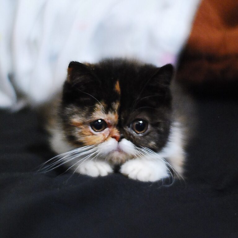 23 Most Instagram Famous Cats That Will Make Your Heart Explode with Joy!