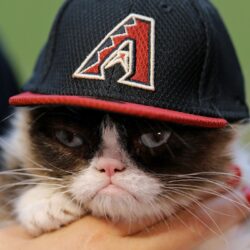 23 Most Instagram Famous Cats That Will Make Your Heart Explode with Joy!