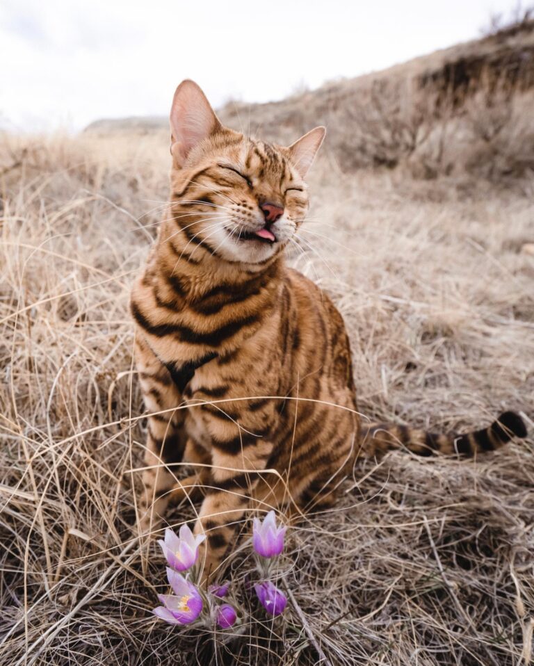 23 Most Instagram Famous Cats That Will Make Your Heart Explode with Joy!