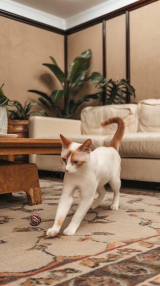 14 Unique Color Patterns of Siamese Cats You Need to See
