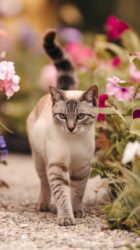 14 Unique Color Patterns of Siamese Cats You Need to See